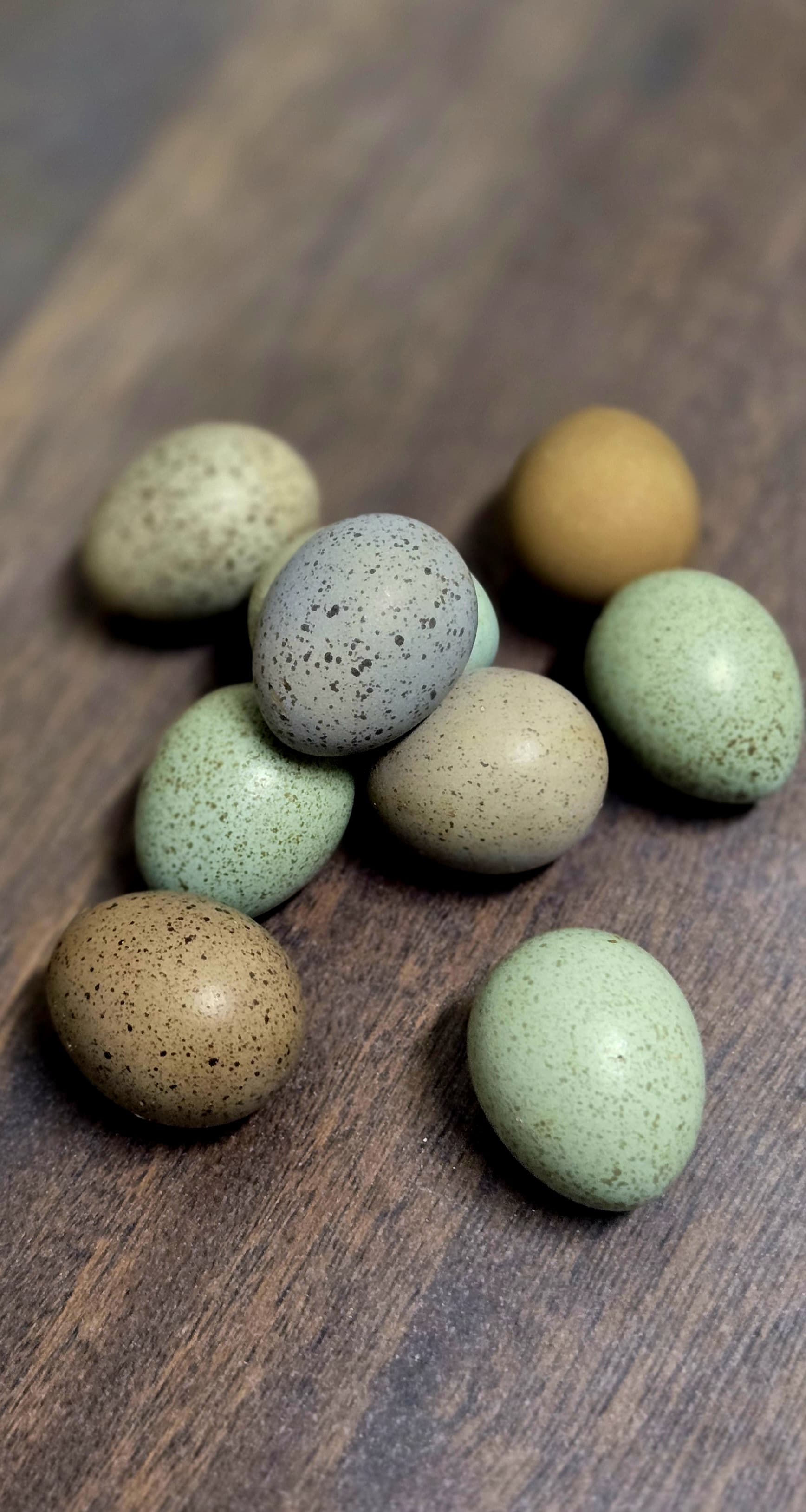 Chinese Painted Button Quail - Hatching Eggs For Sale - Available now ...
