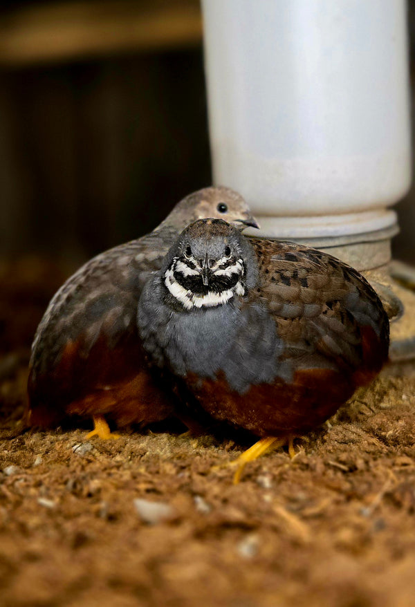 Chinese Painted Button Quail - Hatching Eggs For Sale - Available now ...