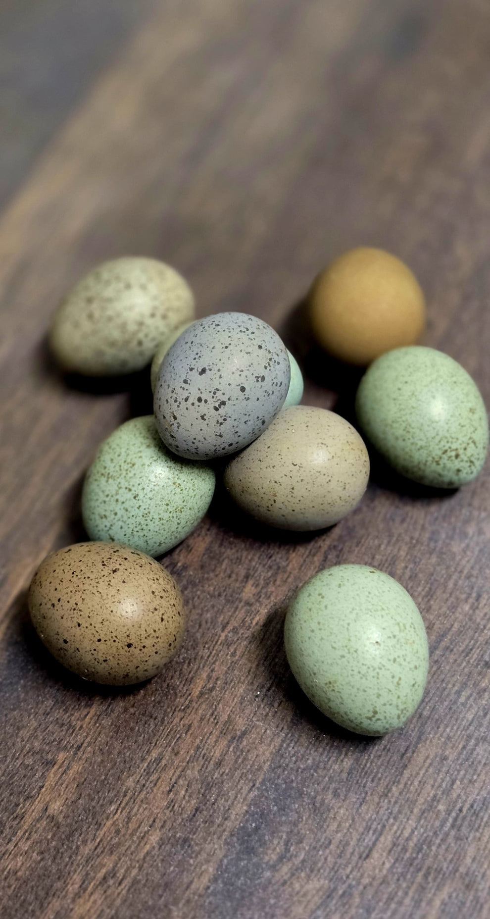 Chinese Painted Button Quail - Rare Colors! Available Now! – Ancestral ...