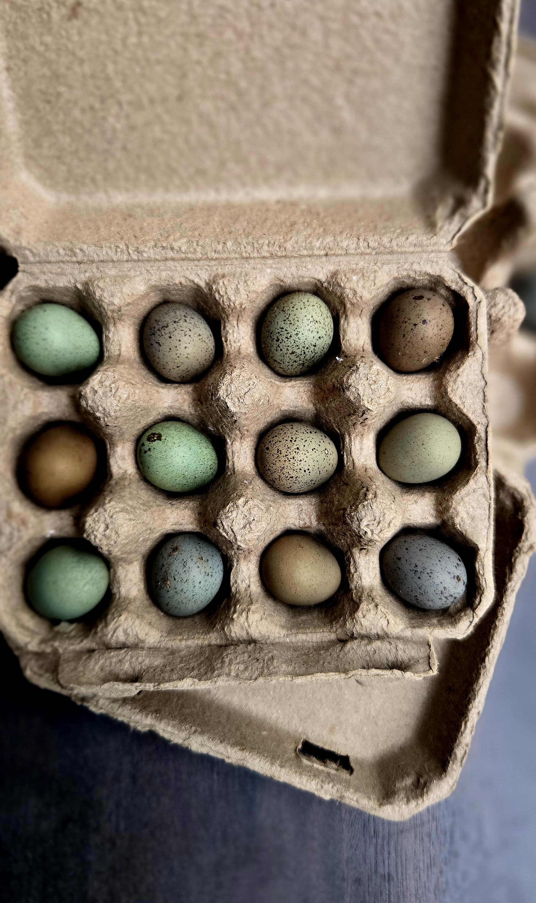 Chinese Painted Button Quail - Hatching Eggs For Sale - Available now ...