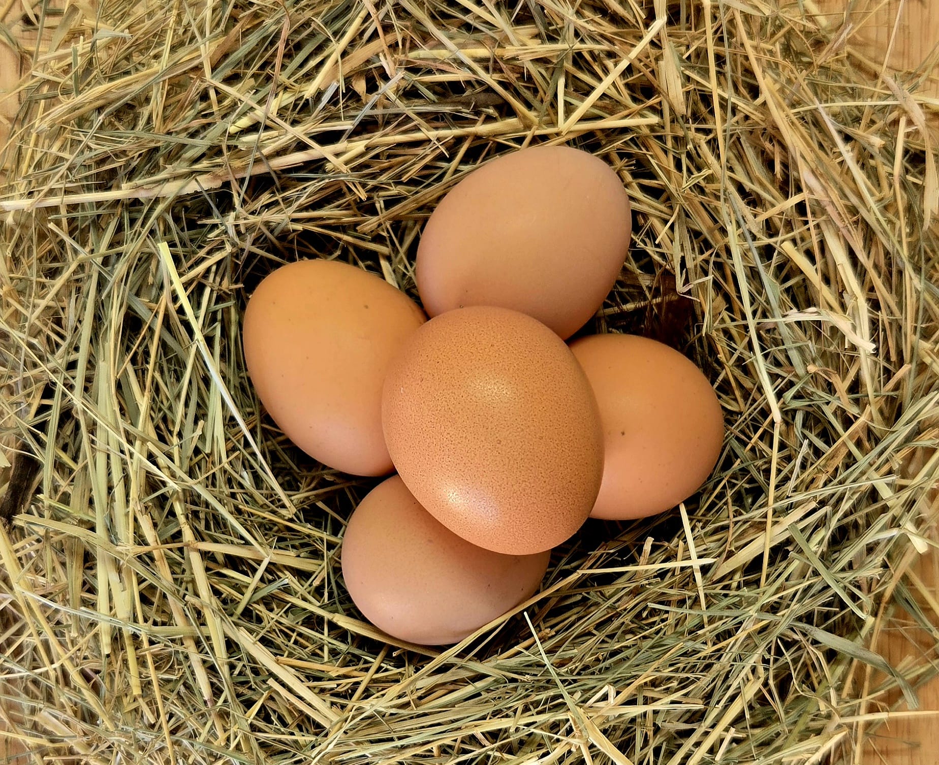 Purebred Rhode Island Red Hatching Eggs - Out of Stock – Ancestral Hatchery